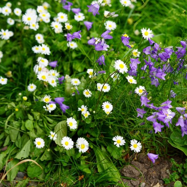 Vilda perenner för äng och trädgård - Växtforum